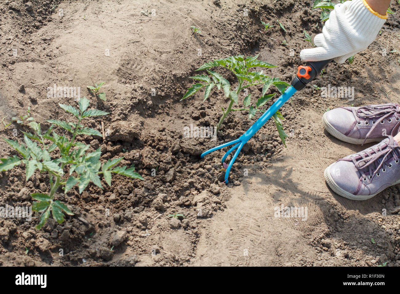 Female farmer in white gloves is loosening soil around green tomato ...
