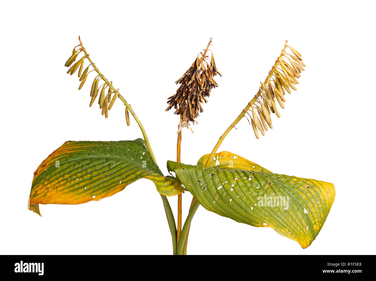 Hosta seed pod hi-res stock photography and images - Alamy