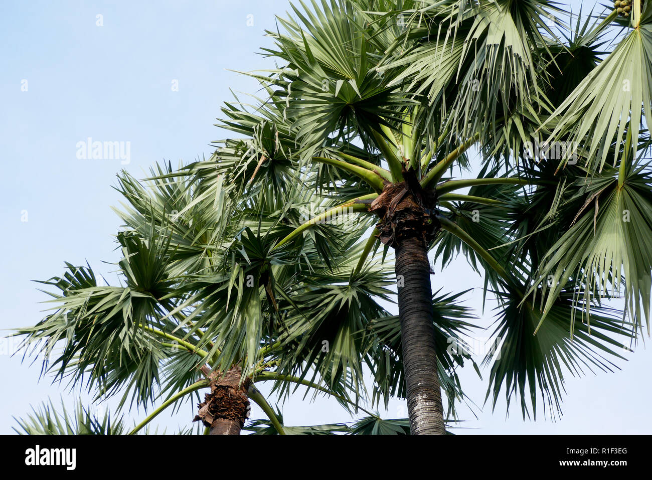 Sugar Palm Tree Stock Photos & Sugar Palm Tree Stock Images - Alamy