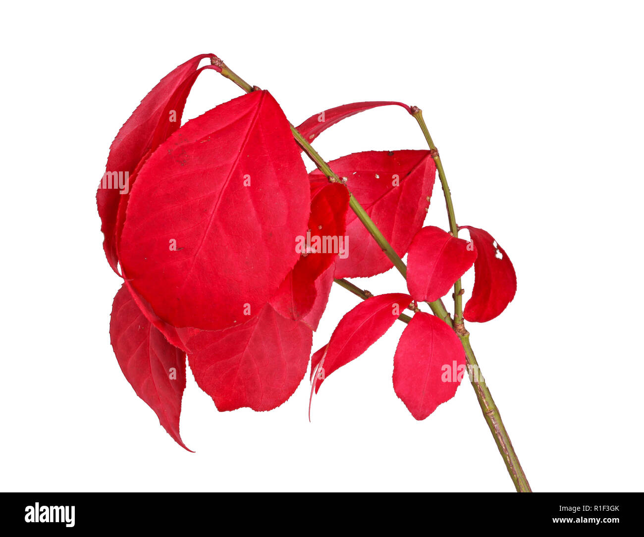 Red fall leaves on a stem of burning bush (Euonymus alatus) isolated ...