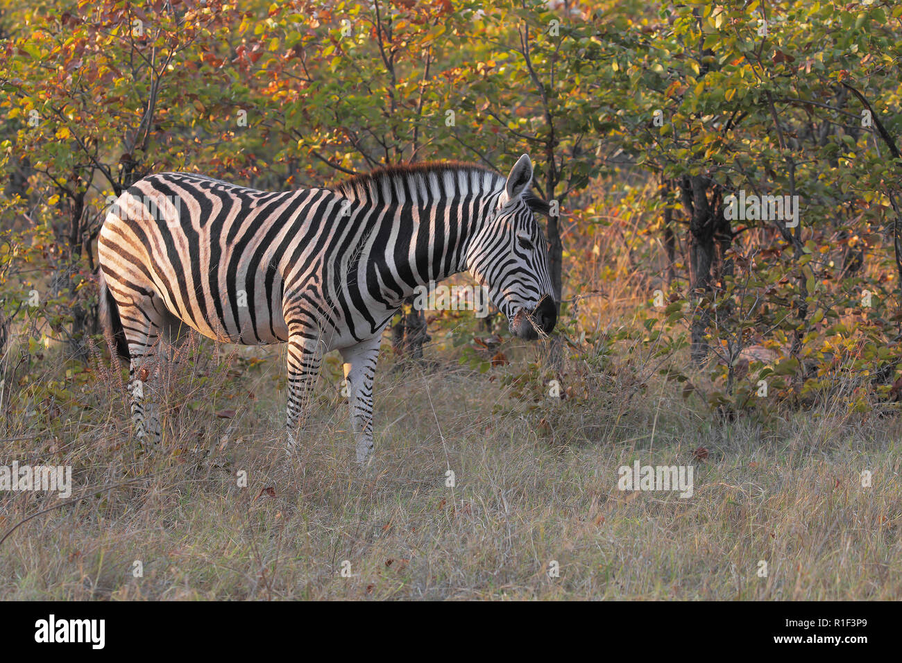 Plain zebra hi-res stock photography and images - Alamy