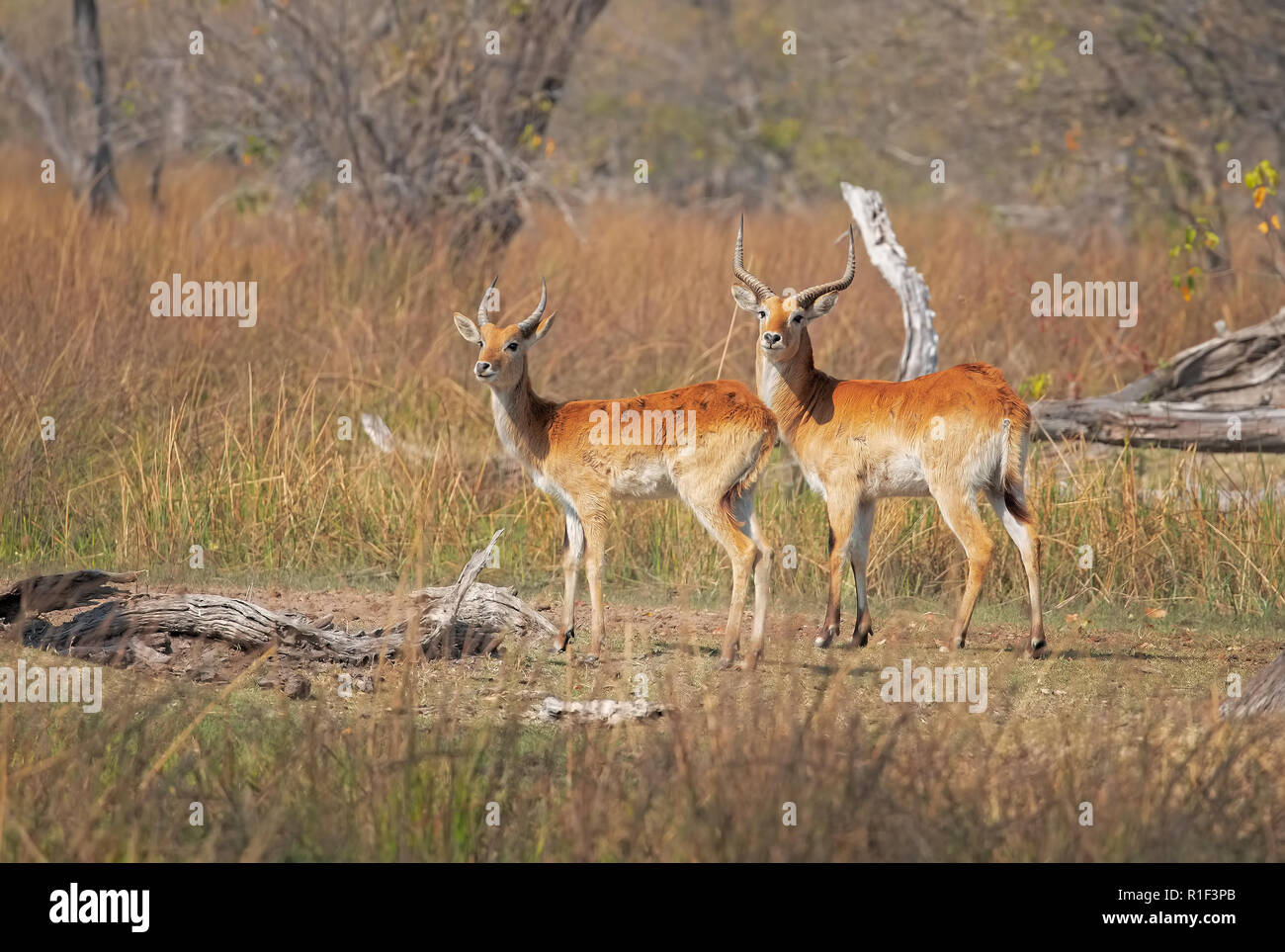 Common red lechwe hi-res stock photography and images - Alamy