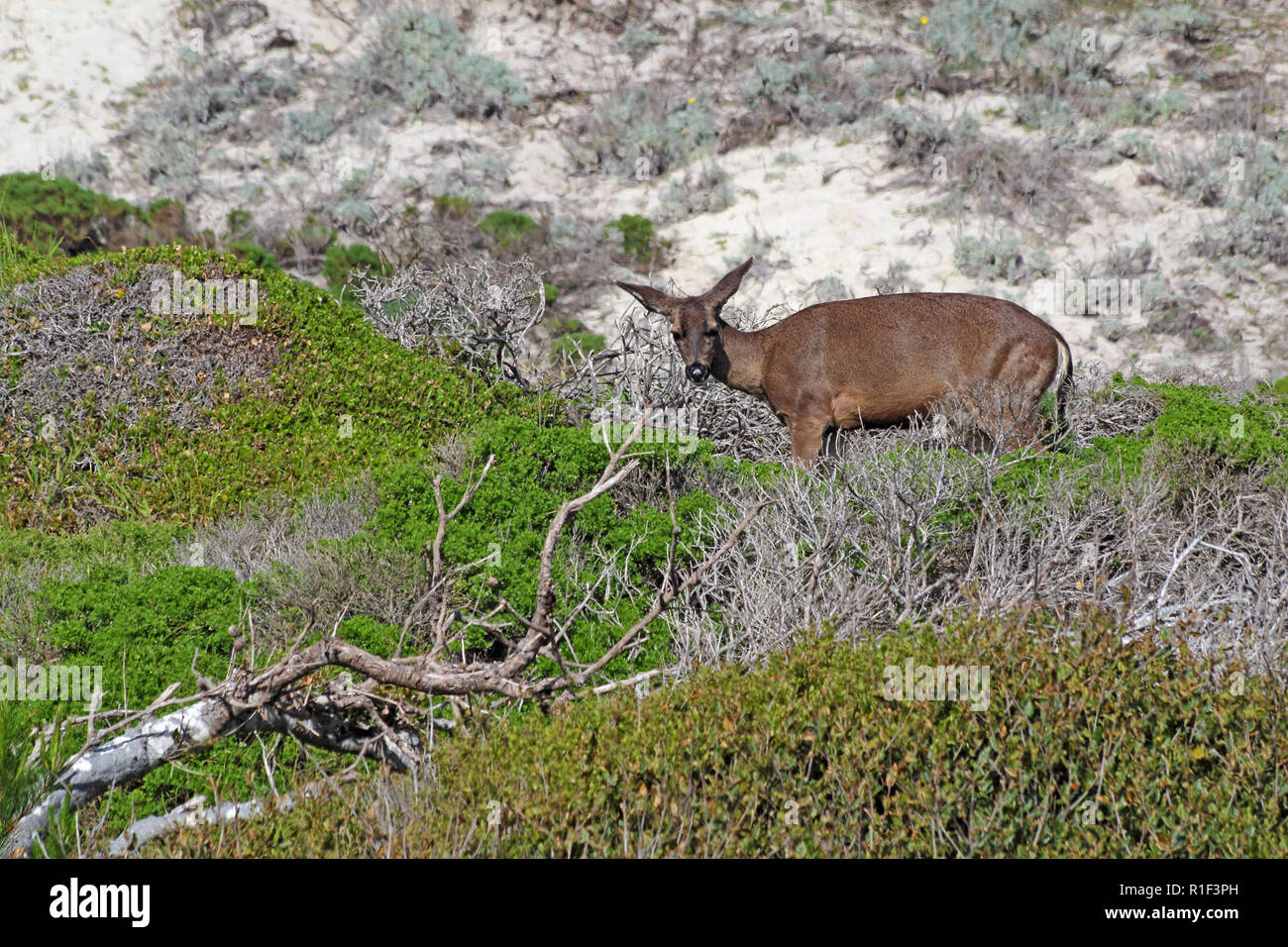 California mule deer (Odocoileus hemionus californicus) in spring on ...
