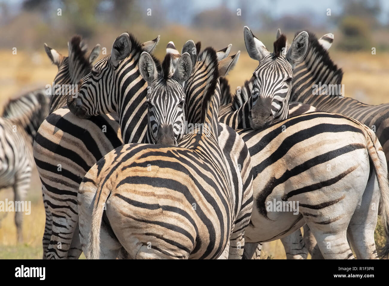 Plain zebra hi-res stock photography and images - Alamy