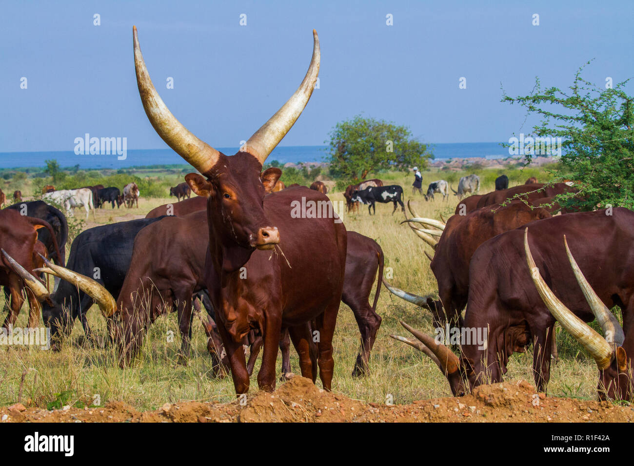 Ankole cattle hi-res stock photography and images - Alamy