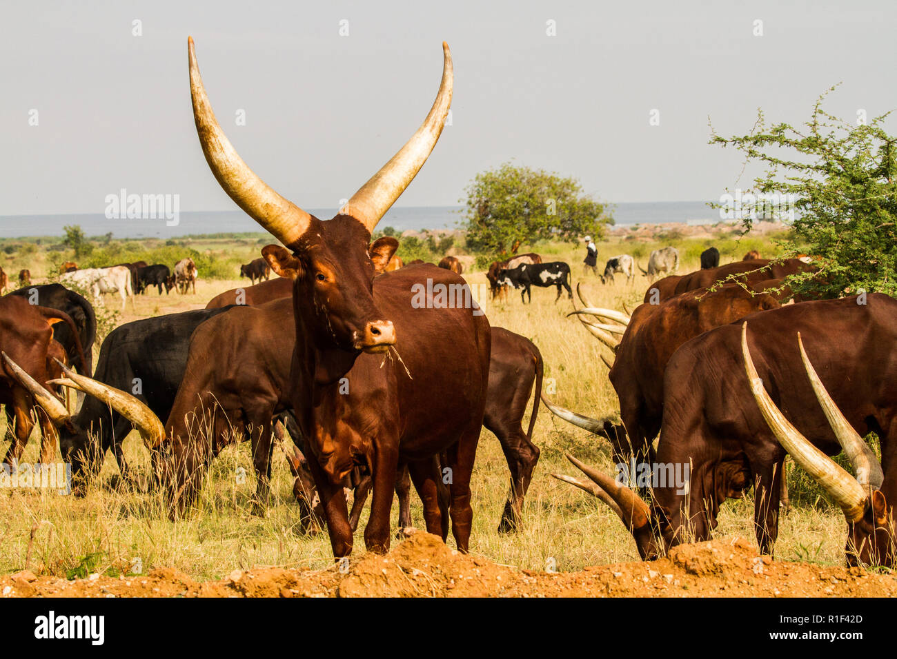 Ankole long horned cattle hi-res stock photography and images - Alamy