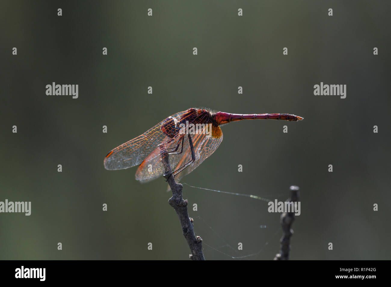 Violet Dropwing dragonfly (Trithemis annulata), male Stock Photo - Alamy