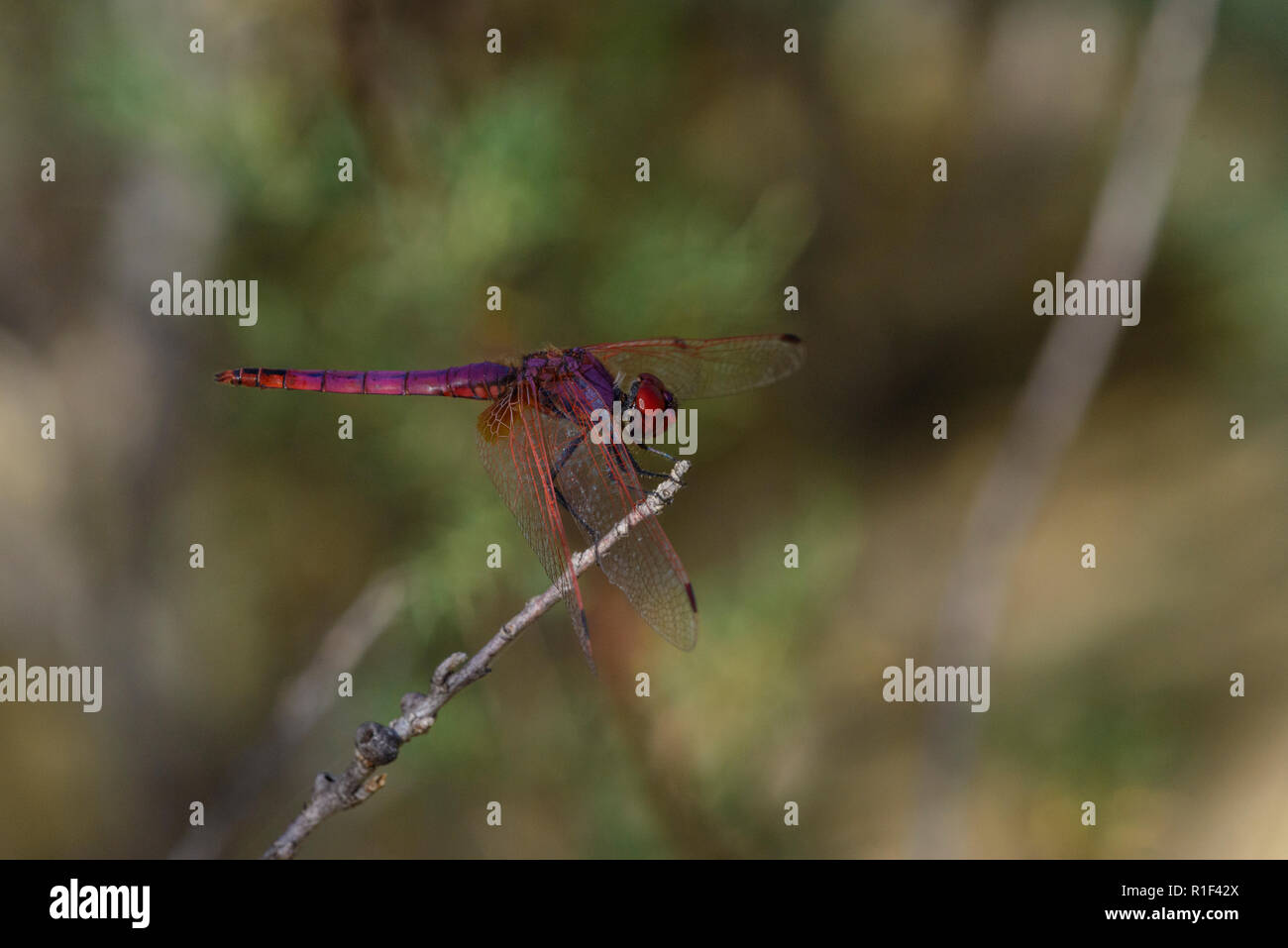 Violet Dropwing dragonfly (Trithemis annulata), male Stock Photo - Alamy