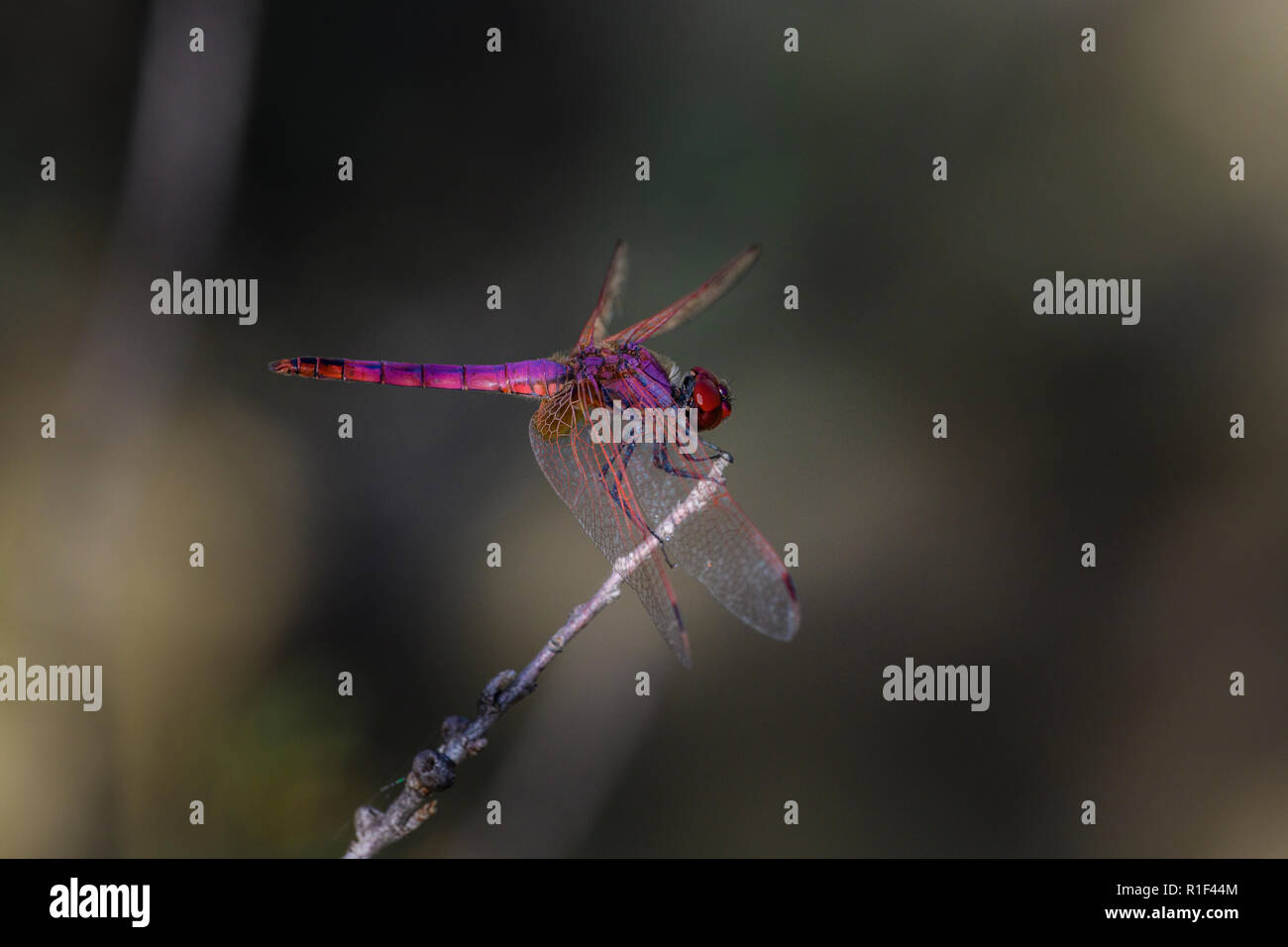 Violet Dropwing dragonfly (Trithemis annulata), male Stock Photo - Alamy