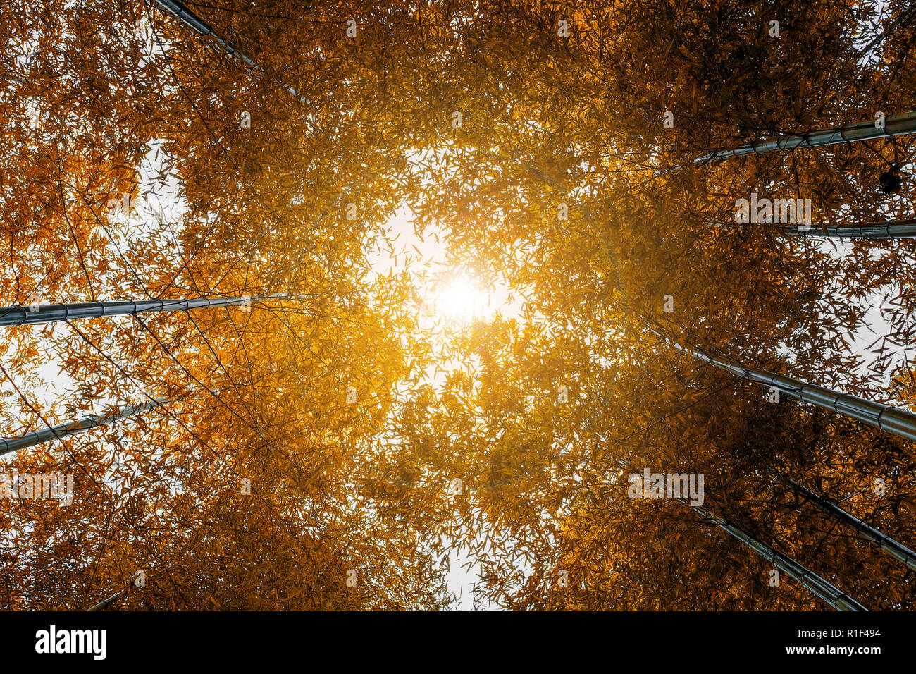 Bottom view bamboo treetop and yellow leaves to the sky in autumn in ...