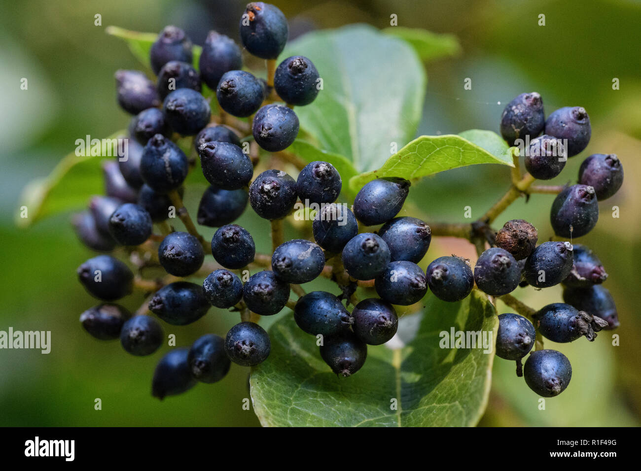 Laurustinus (Viburnum tinus) shrub, berries Stock Photo - Alamy
