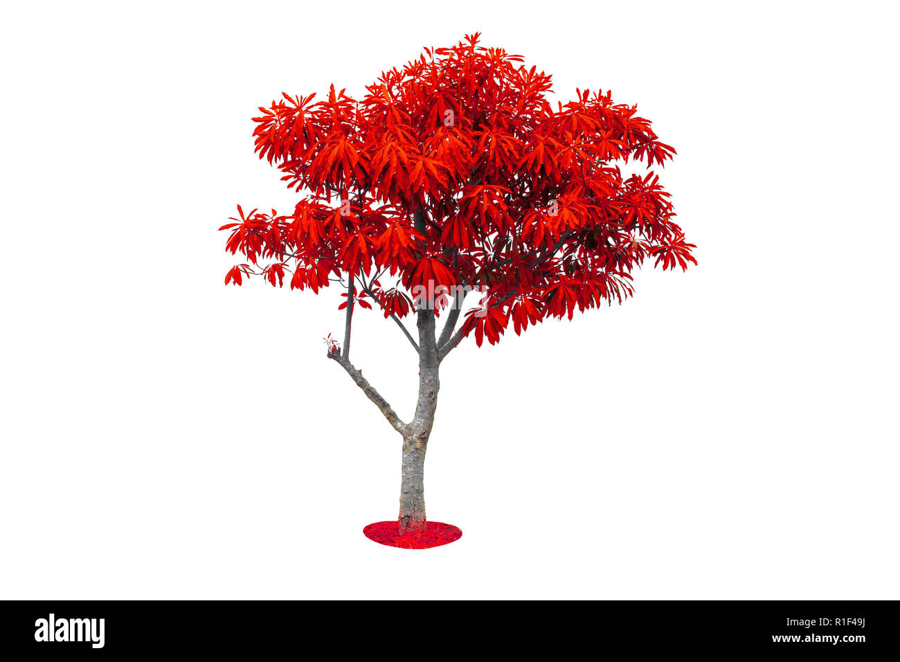 Isolated red leaves Cerbera Odollam tree in autumn on white background ...