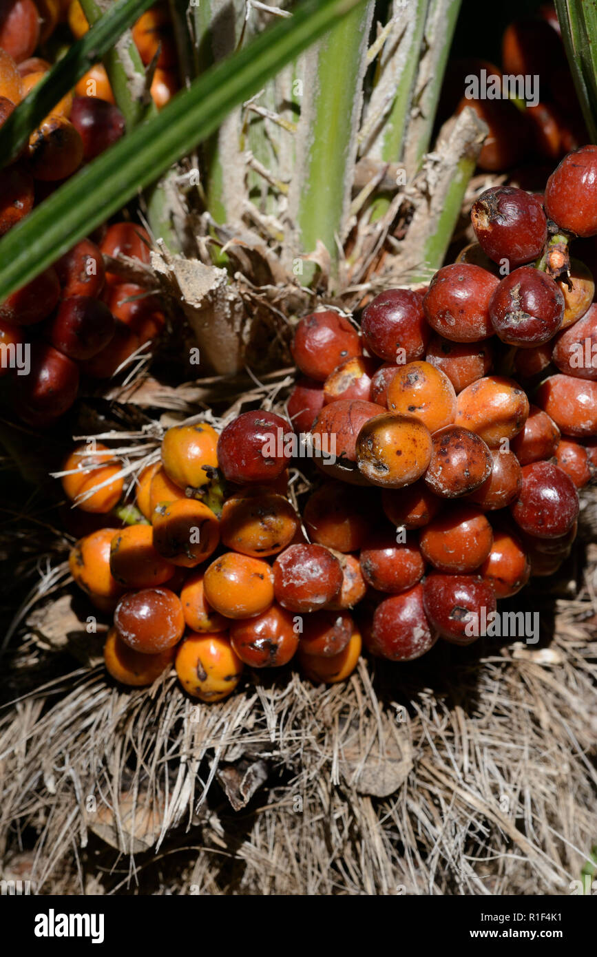 Dwarf Fan Palm (Chamaerops humilis), with fruit Stock Photo - Alamy