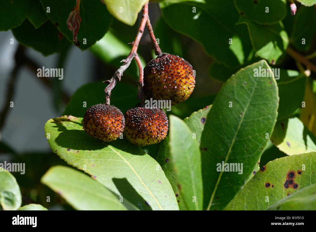 Strawberry-tree (Arbutus unedo), fruit Stock Photo - Alamy