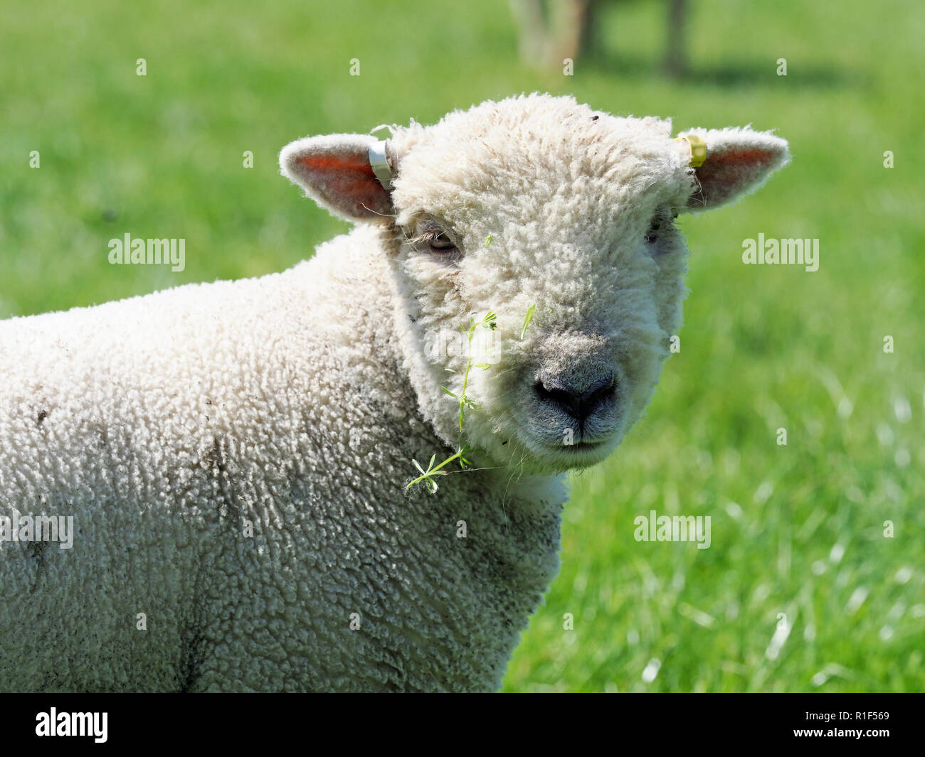 A head shot of a single Southdown lamb Stock Photo - Alamy
