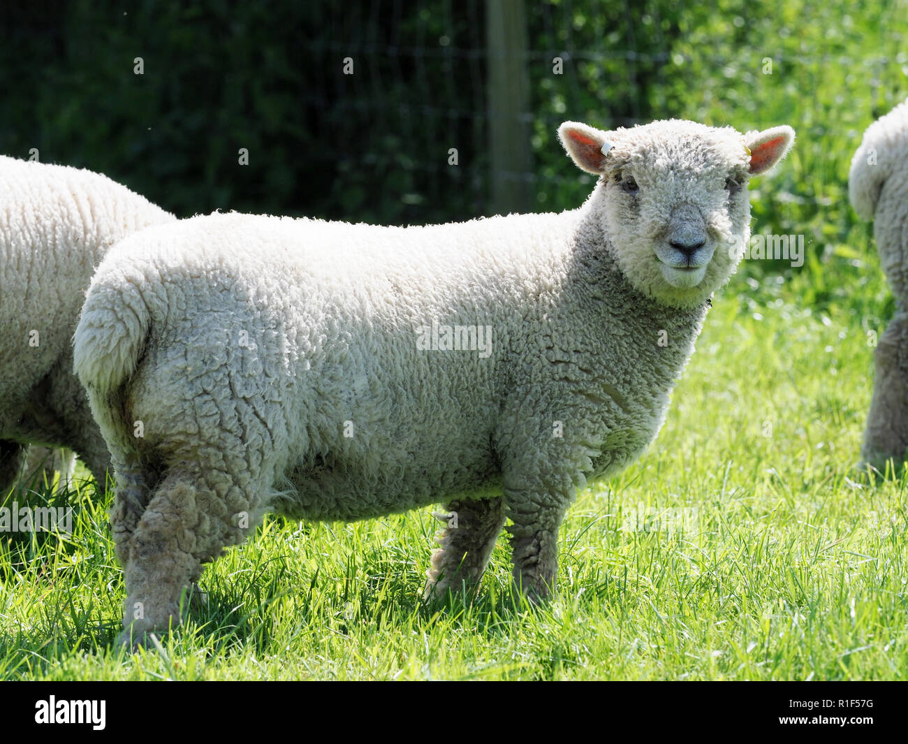 Southdown sheep hi-res stock photography and images - Alamy