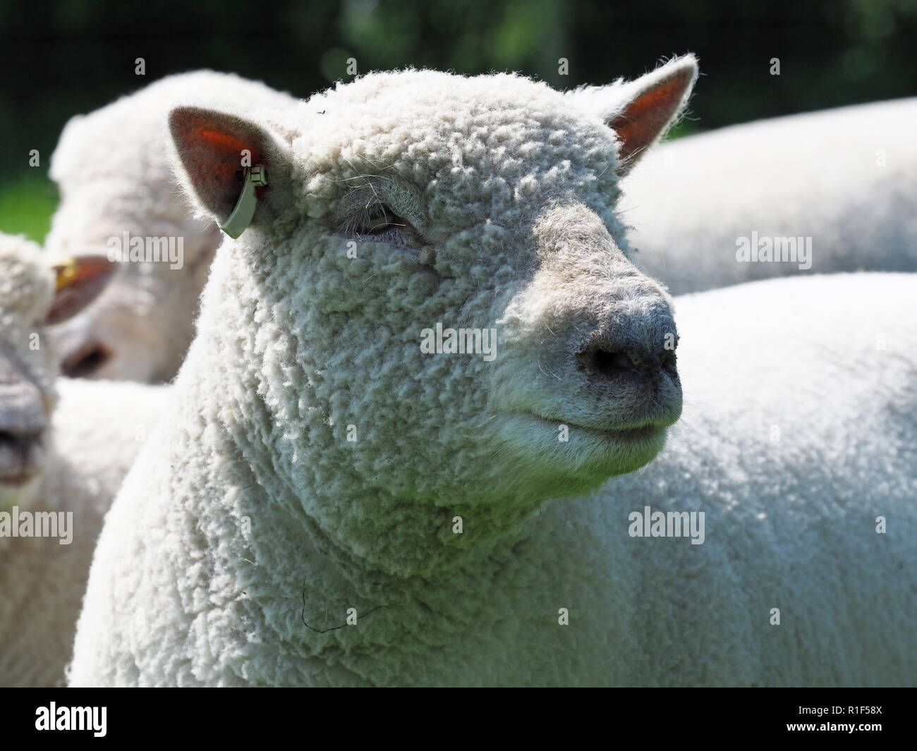 Southdown sheep lamb hi-res stock photography and images - Alamy