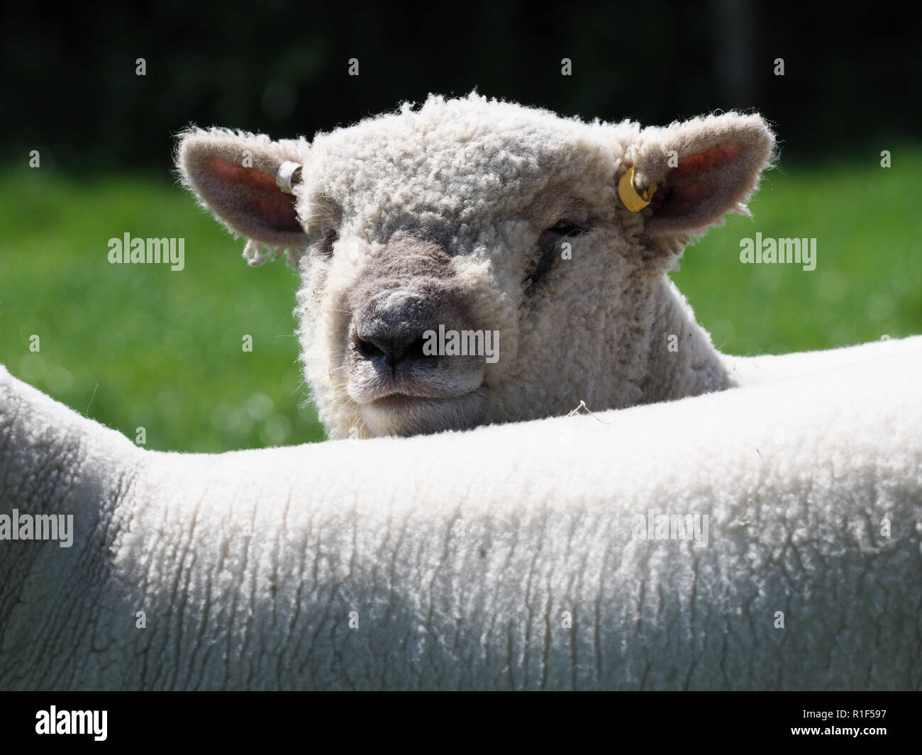 A herd of Southdown sheep and lambs in a summer meadow Stock Photo - Alamy