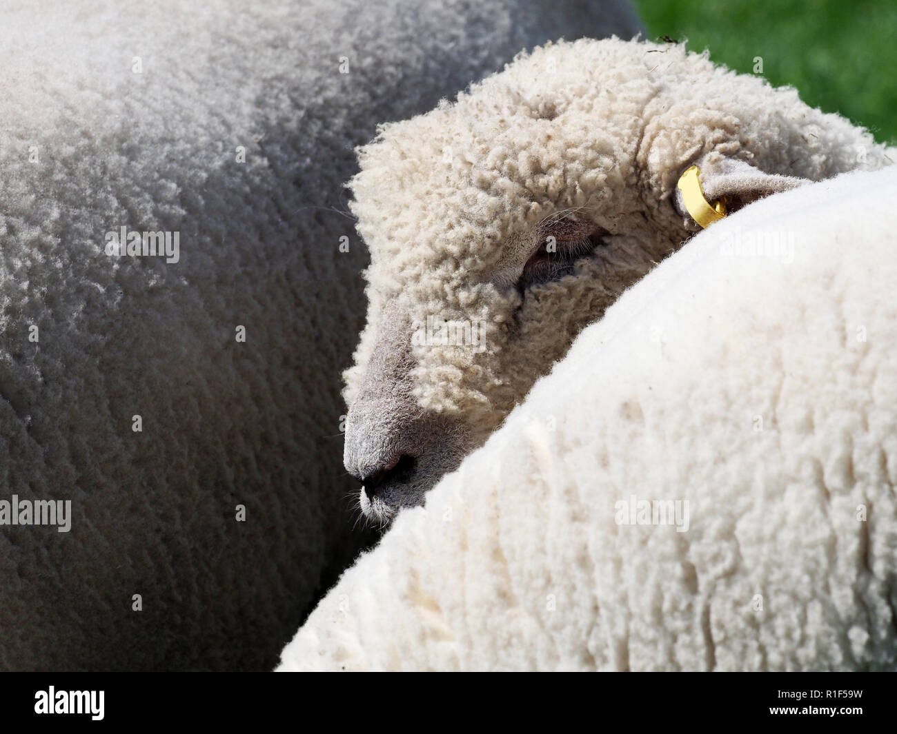 Southdown sheep lamb hi-res stock photography and images - Alamy