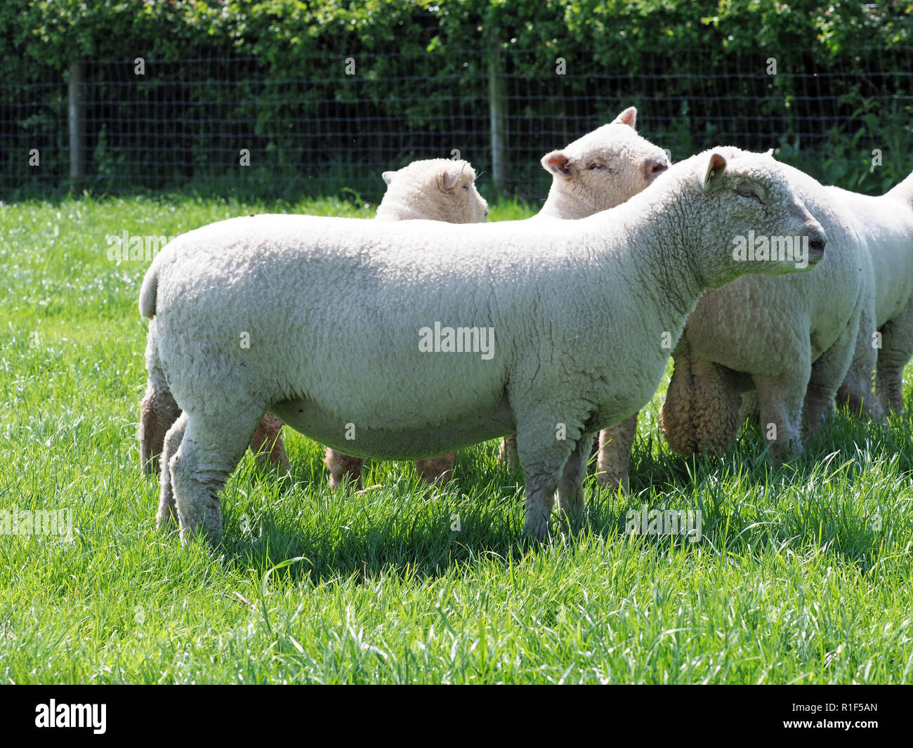 Southdown Sheep High Resolution Stock Photography and Images - Alamy