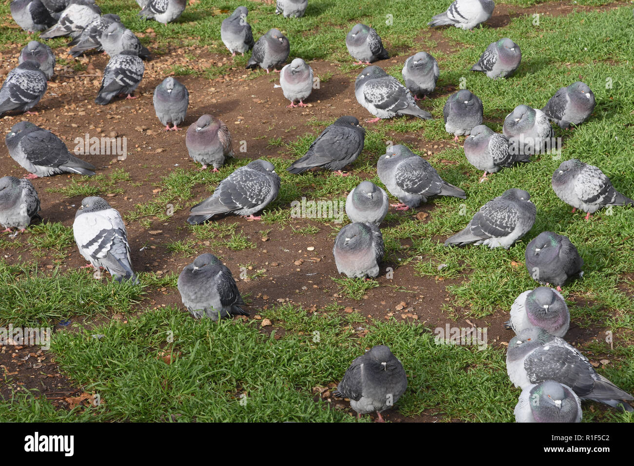 Flock of pigeons (columbine),Holland Park,London.UK Stock Photo - Alamy
