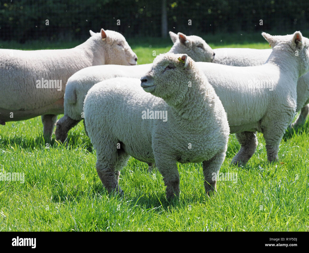 Southdown lamb hi-res stock photography and images - Alamy