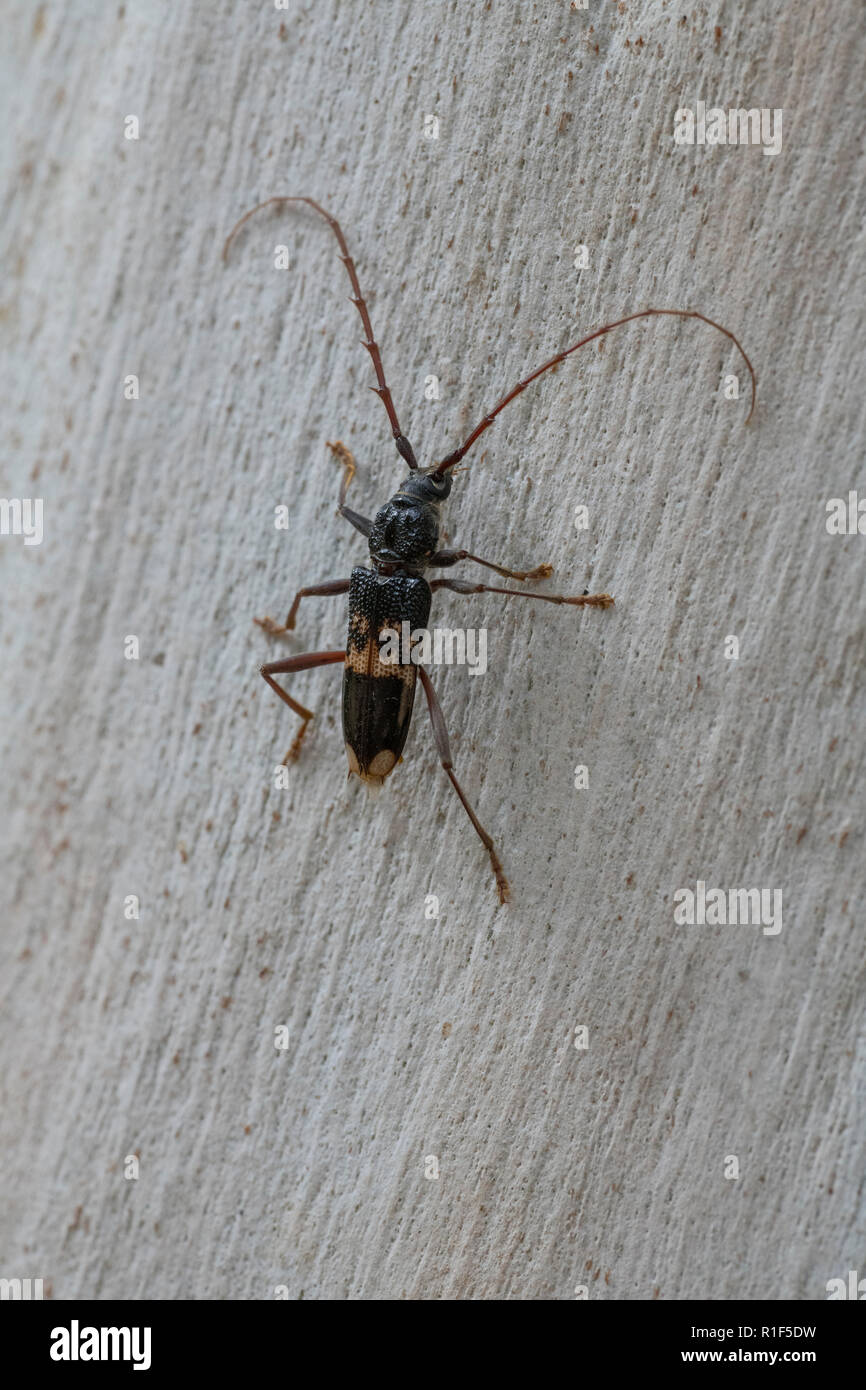 Eucalyptus Longhorned Borer Beetle (Phoracantha semipunctata Stock ...