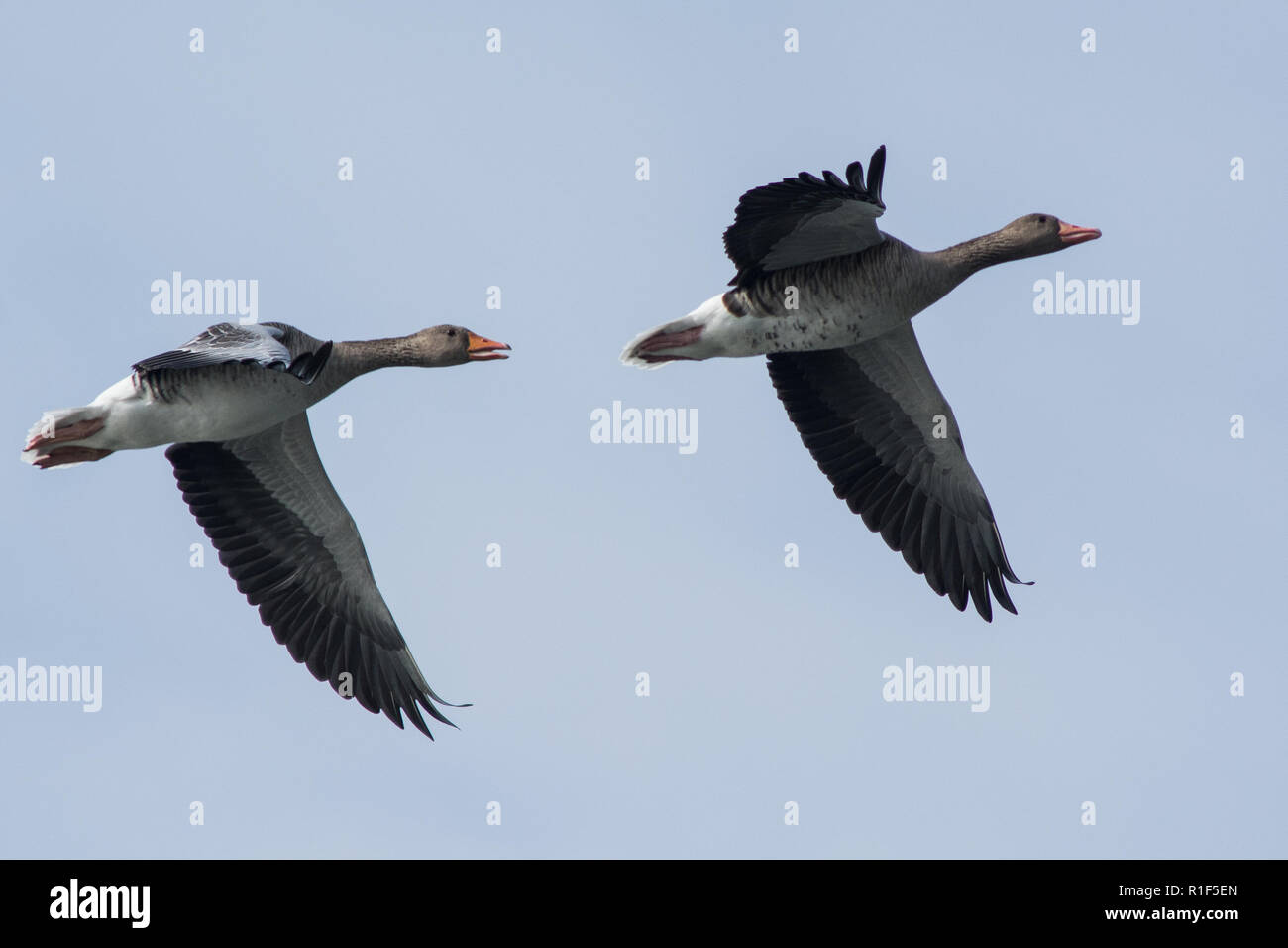 A pair flying overhead Stock Photo - Alamy