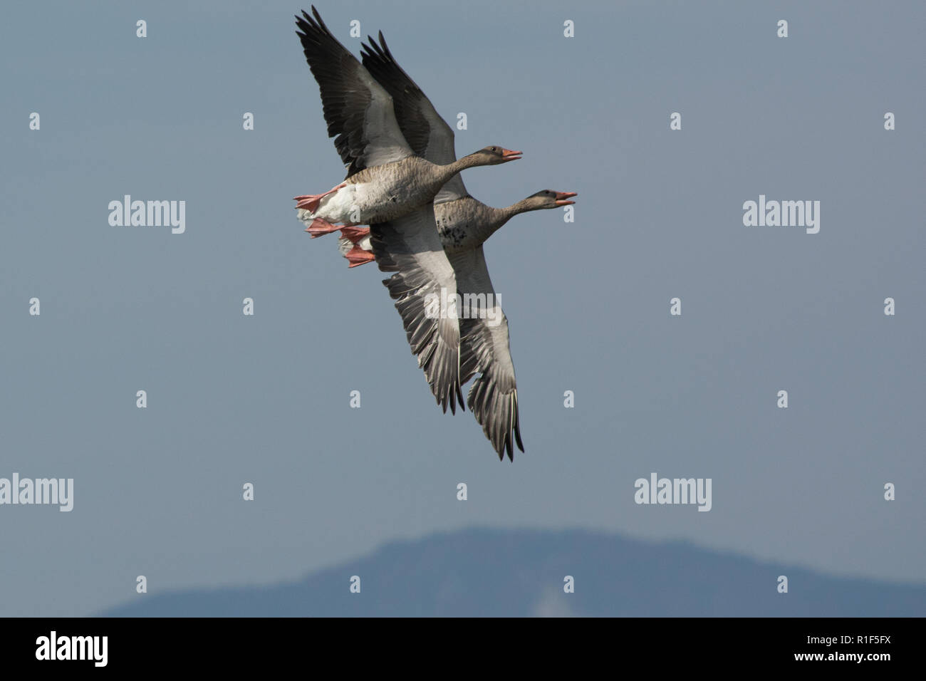 A pair of greylag geese wheeling in tight synchronization Stock Photo ...