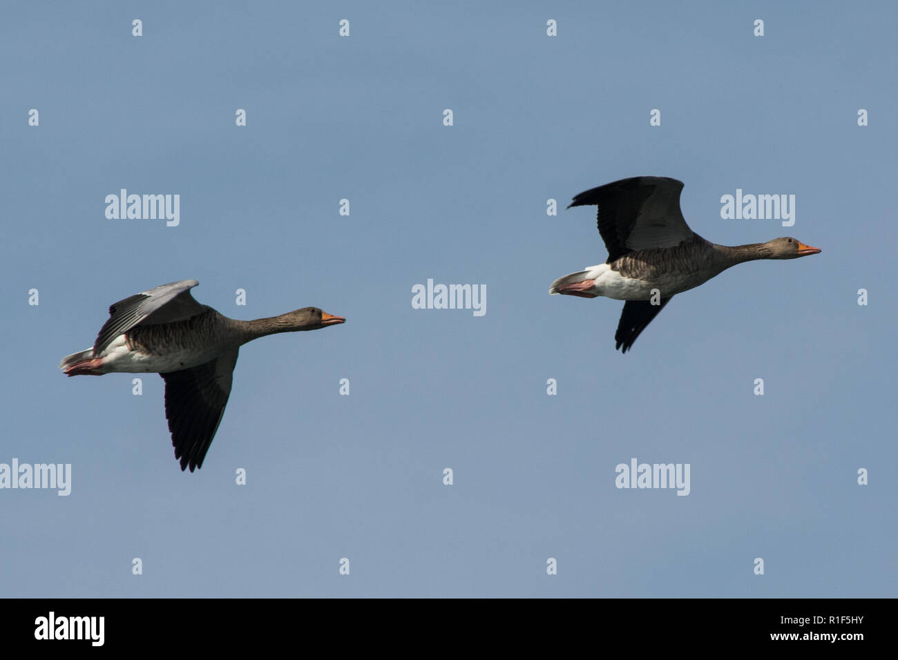 Pair flying geese hi-res stock photography and images - Alamy