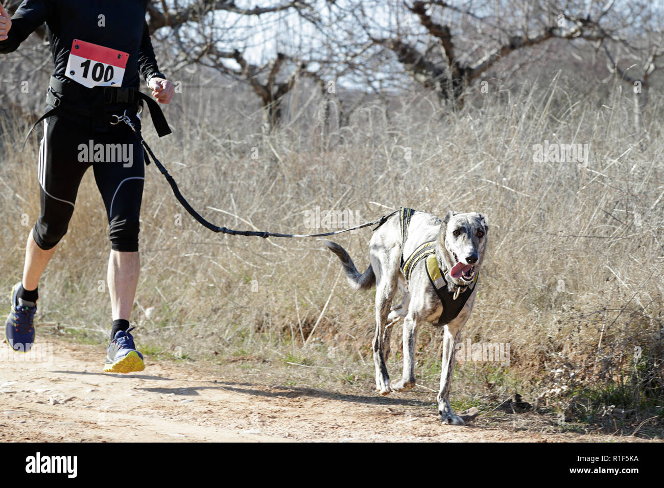 Dog and man taking part in a popular canicross race Stock Photo - Alamy