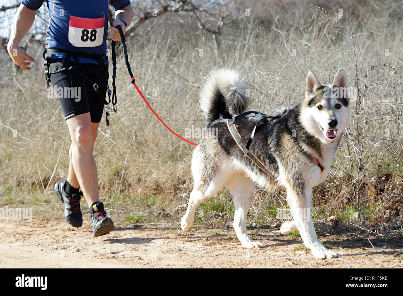 Dog and man taking part in a popular canicross race Stock Photo - Alamy