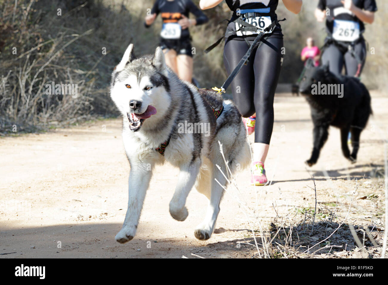 Dog and man taking part in a popular canicross race Stock Photo - Alamy