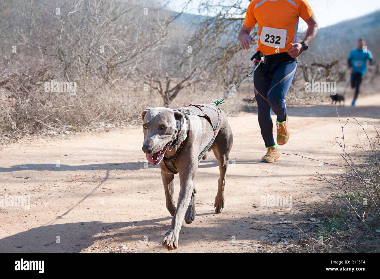 Several athletes and their dogs taking part in a popular canicross race ...