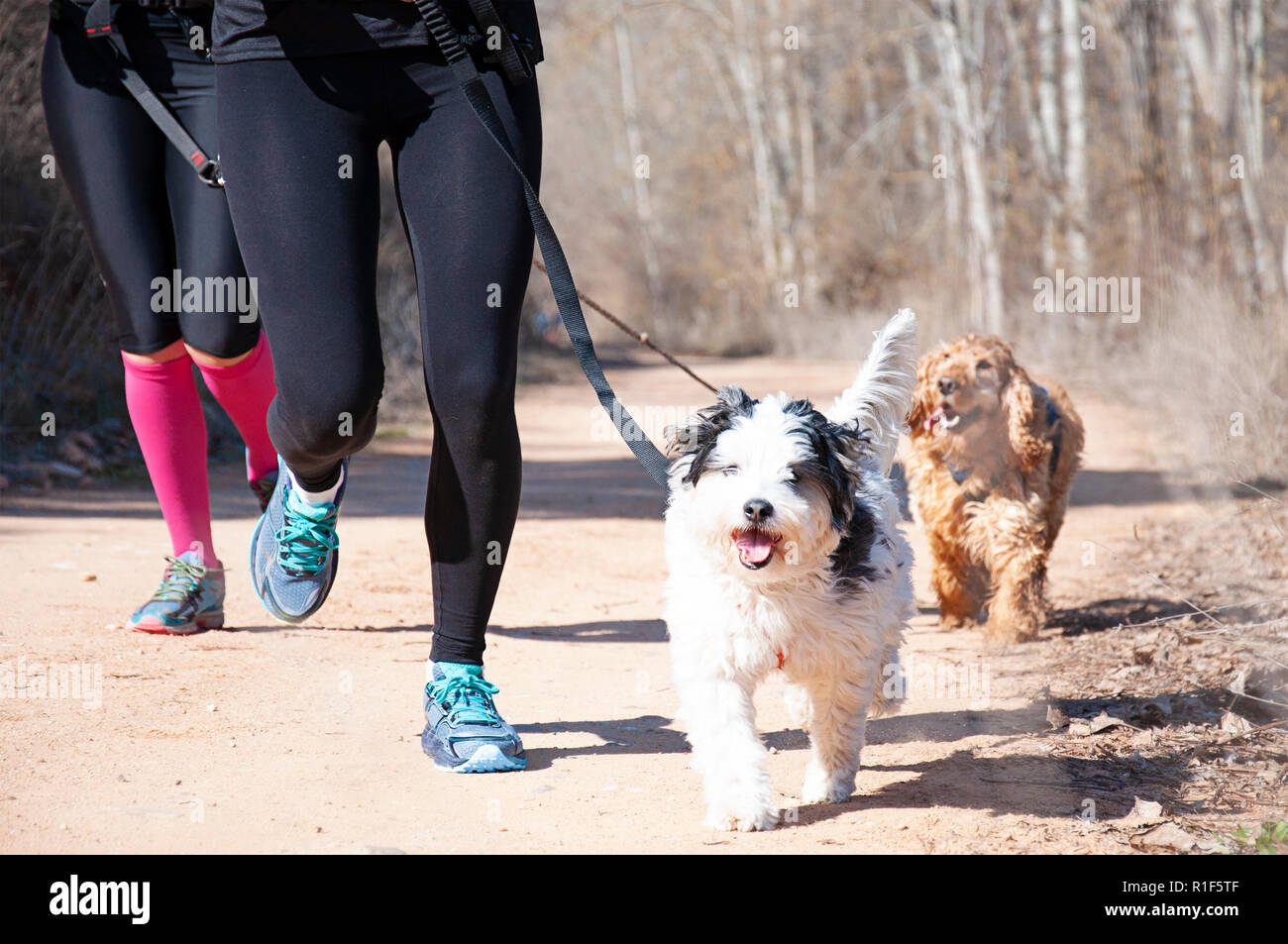 Several athletes and their dogs taking part in a popular canicross race ...