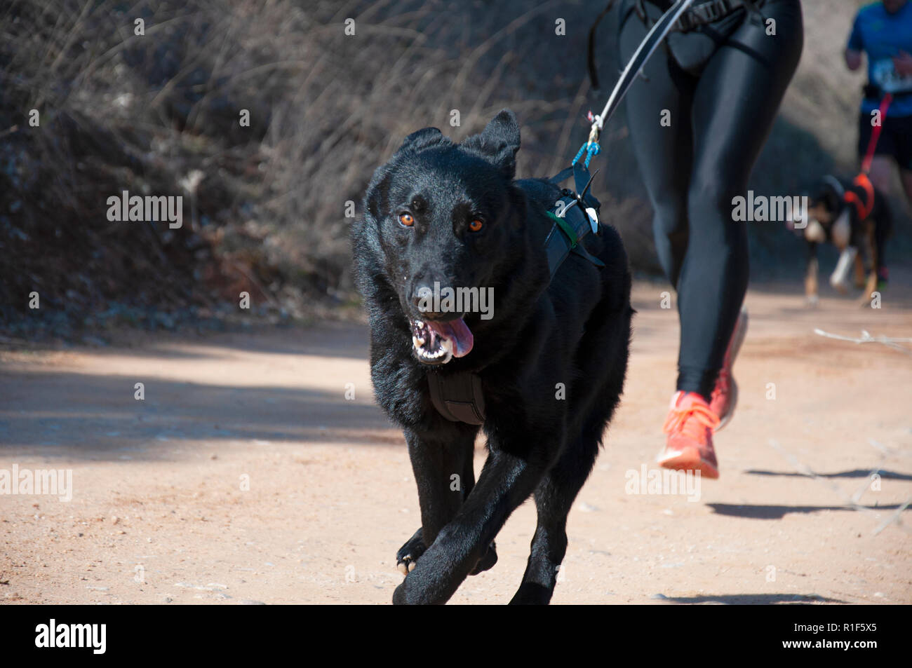 Dog and man taking part in a popular canicross race Stock Photo - Alamy