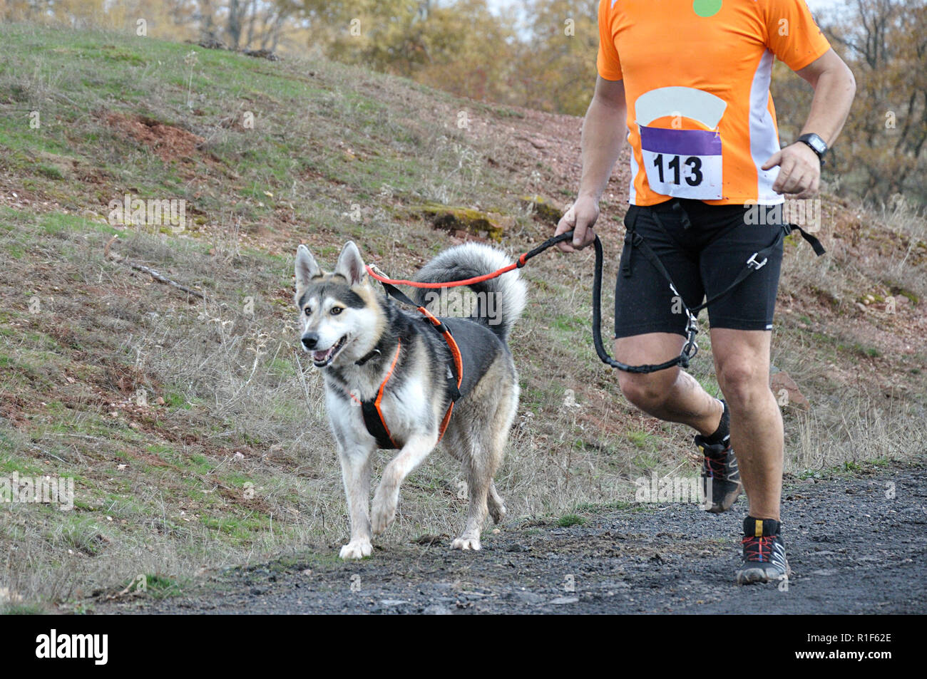 Dog and its owner taking part in a popular canicross race Stock Photo ...