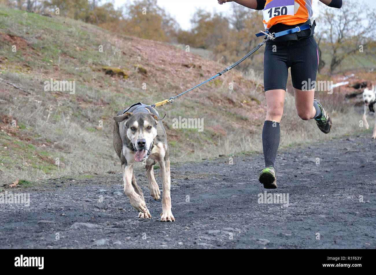 Dog and its owner taking part in a popular canicross race Stock Photo ...