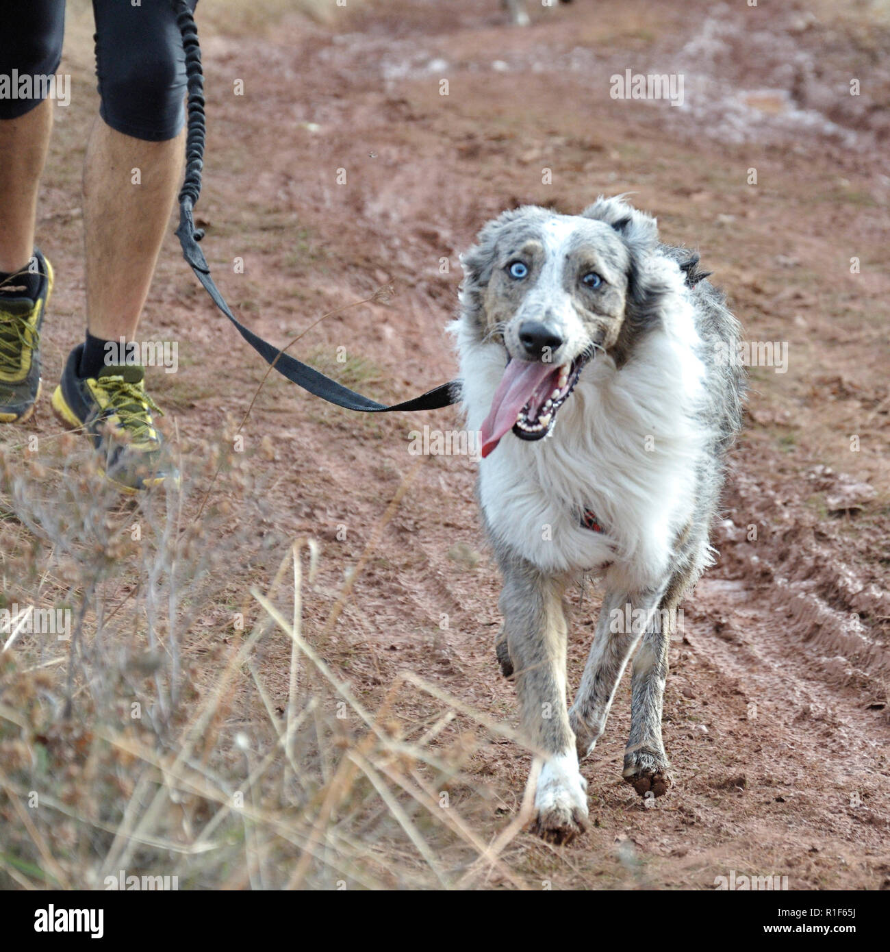 Dog and its owner taking part in a popular canicross race Stock Photo ...