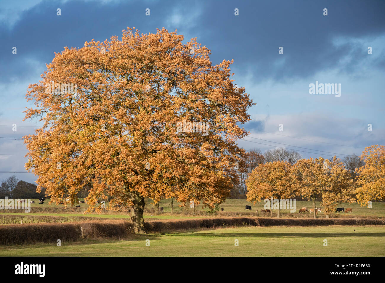 The British countryside, Oak trees in autumn light, England, UK Stock ...