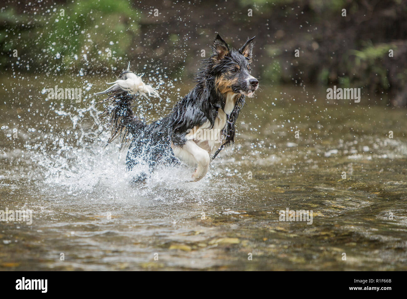 A young tricoloured border collie dog running through a shallow stream ...