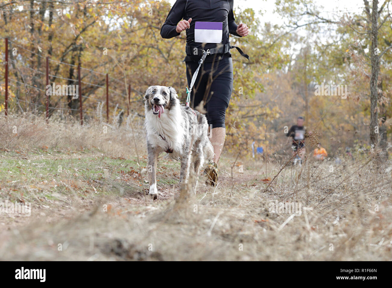 Dog and its owner taking part in a popular canicross race Stock Photo ...