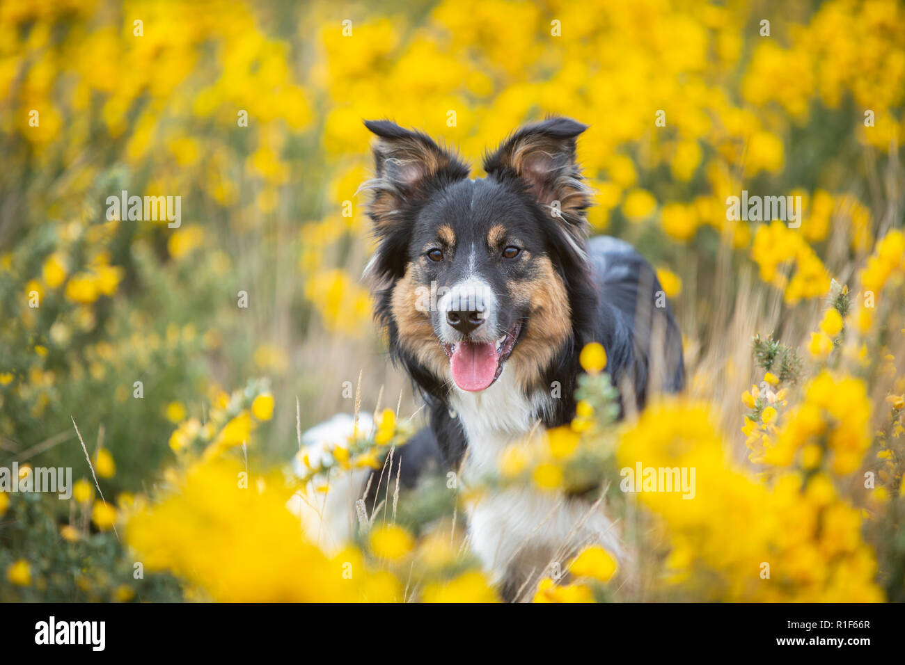 Yellow Border Collie