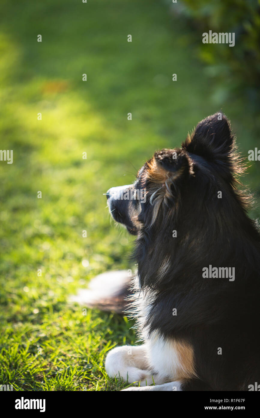 Staring dog hi-res stock photography and images - Alamy