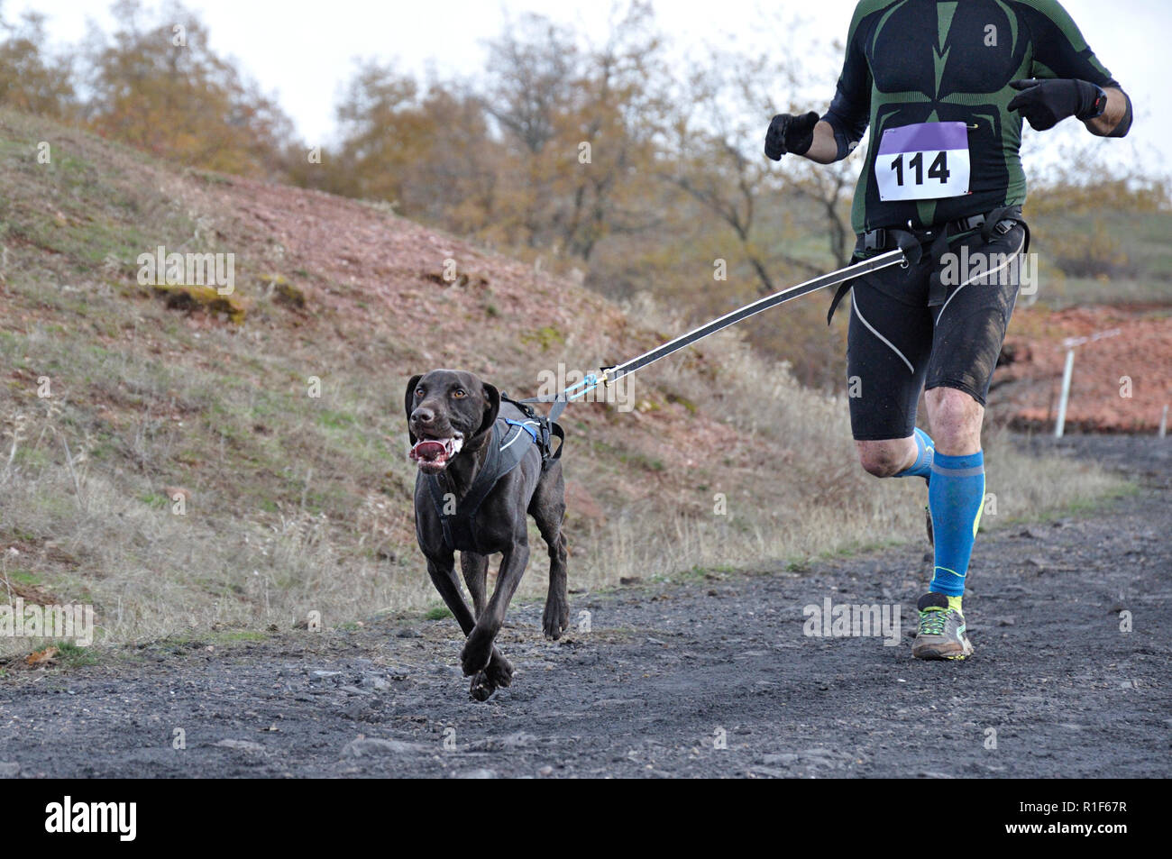 Dog and its owner taking part in a popular canicross race Stock Photo ...