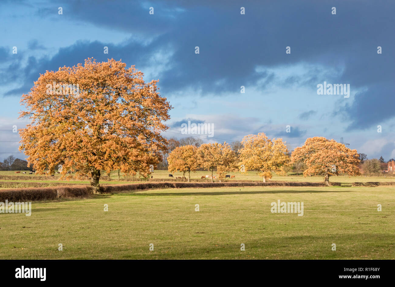 Beautiful tree british countryside hi-res stock photography and images ...
