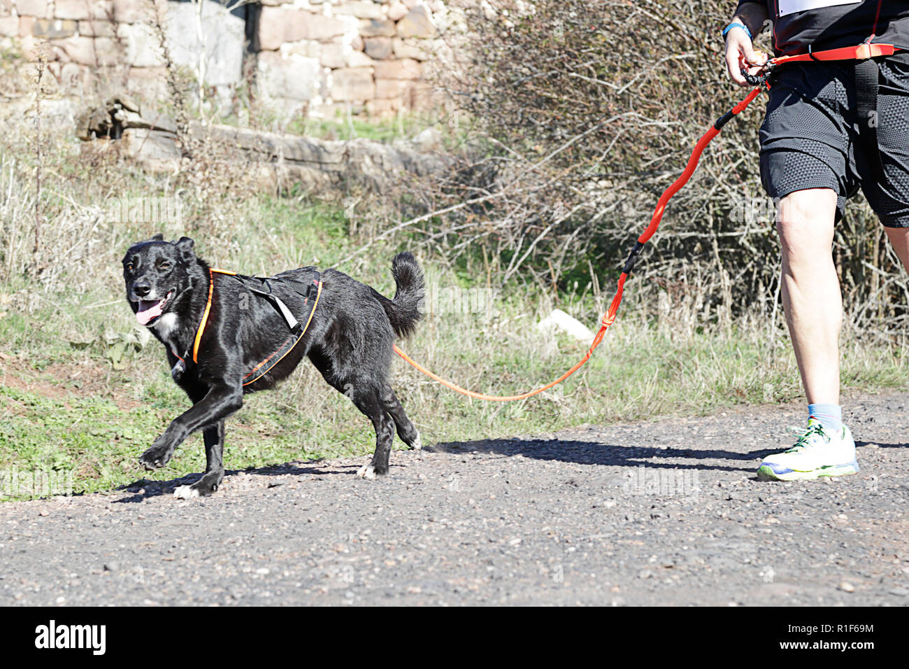 Dog and its owner taking part in a popular canicross race Stock Photo ...