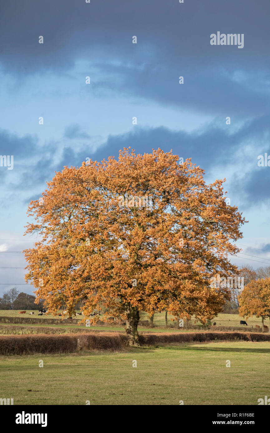The British countryside, Oak trees in autumn light, England, UK Stock ...