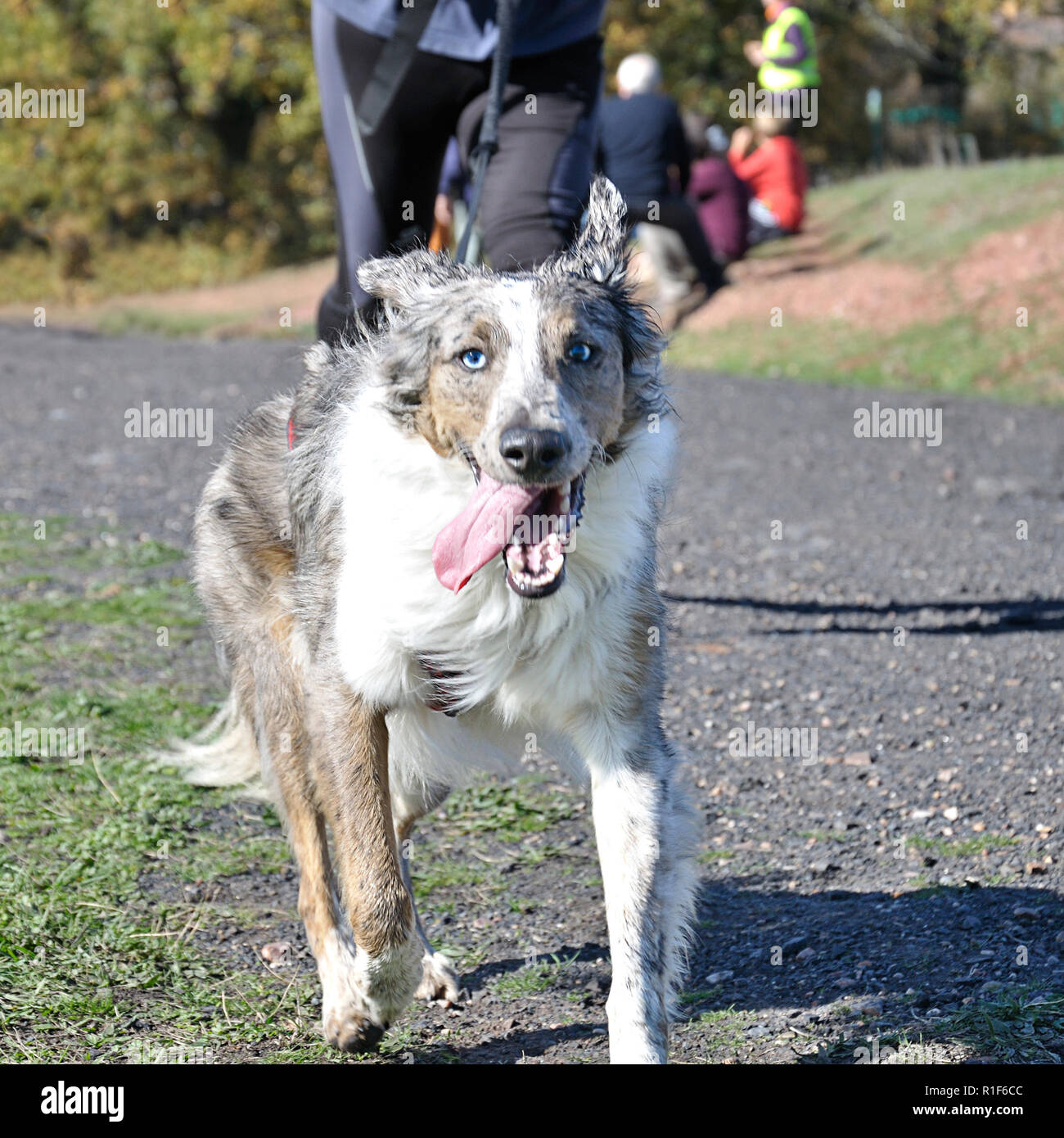 Dog and its owner taking part in a popular canicross race Stock Photo ...