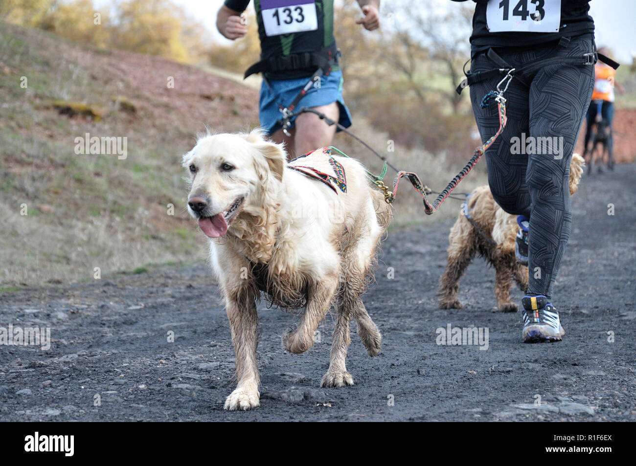 In the foreground dog taking part in a popular canicross race, in the ...
